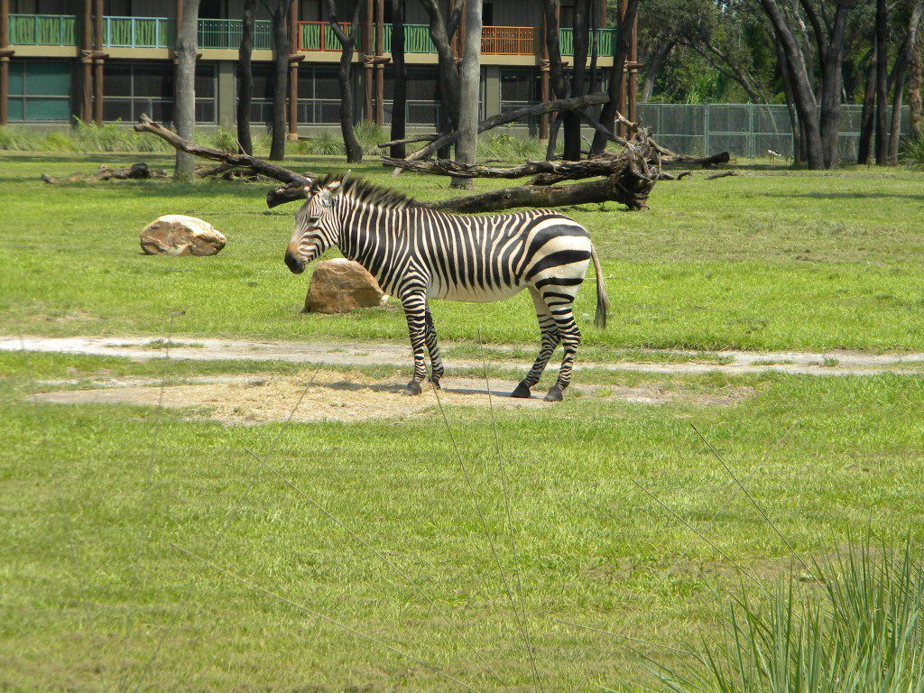 The Morning Report: Zebras & Dolphins – Disney Insights