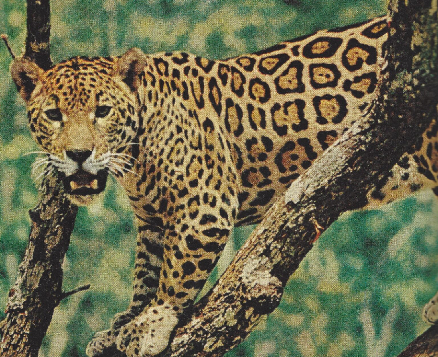 Disney Dragon Week: Epcot World Showcase – Disney Insights